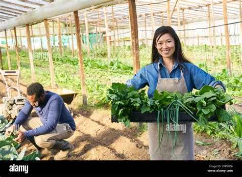 Portrait Of Smiling Female Farmer Holding Crate Of Green Vegetables In