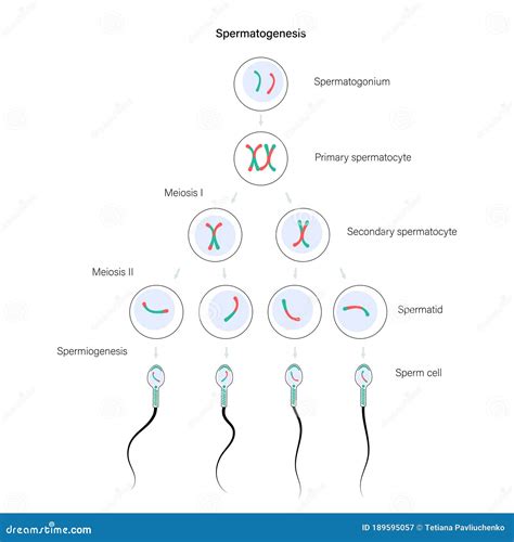 Spermatogonium Cartoons Illustrations Vector Stock Images Pictures To Download From