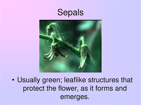 The Parts Of A Flower Agr 161 Unit C Ppt Download