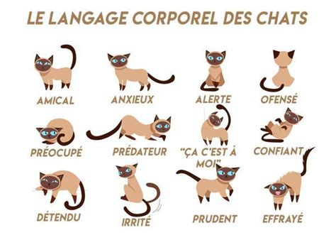 Pourquoi Mon Chat Me Lèche Puis Me Mord Comportement Félin