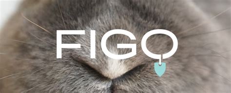 figo - Lang Leven Konijnen