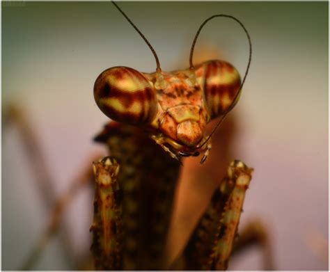 Pray Mantis On Tumblr