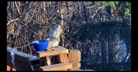 Viral Video Squirrel Gets Drunk In Twin Cities Backyard Cbs Minnesota