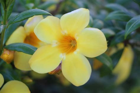 Kukka Kukinta Keltainen Ilmainen Valokuva Pixabayssa Pixabay