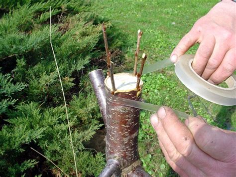 Methods Of Artificial Propagation · Vegetable Crop Production