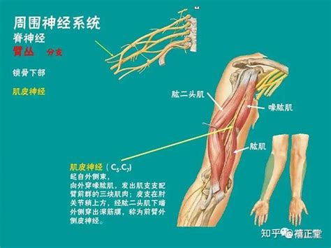知识点 臂丛神经组成 知乎