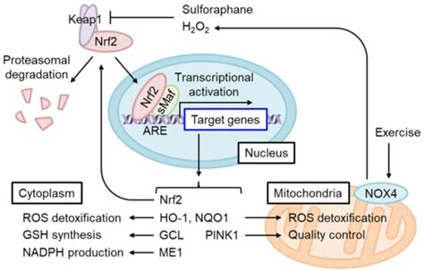 Nrf2 In Obesity Related Insulin Resistance And T2d Prevention