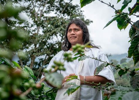 El Café El Mensajero De La Sabiduría De Los Kogui En El Mundo