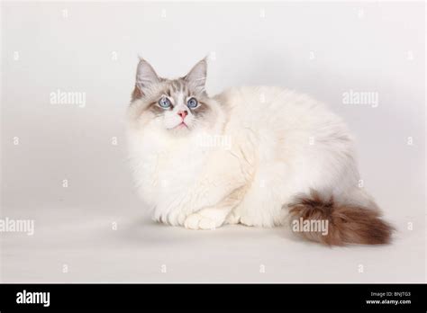 Neva Masquarade Tomcat Neva Masquerade Sibirische Katze Sibirische