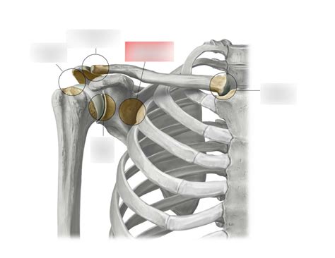 Shoulder Joints Exam 4 Diagram Quizlet