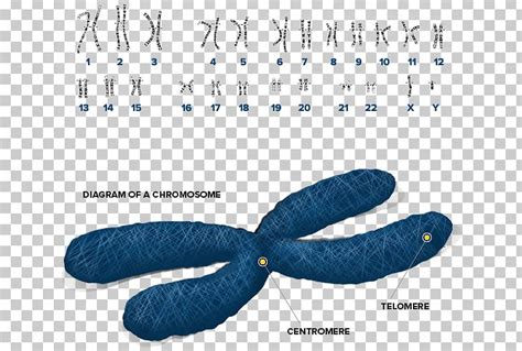 Genographic Project Sex Chromosome Genetics Organelle PNG Clipart Autosome Behind Cell