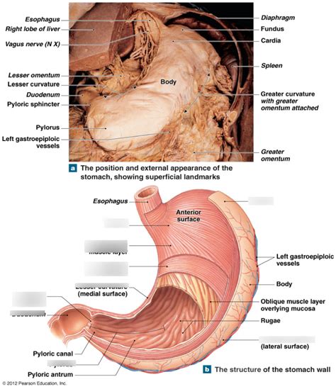 Gastric Fundus And Duodenum