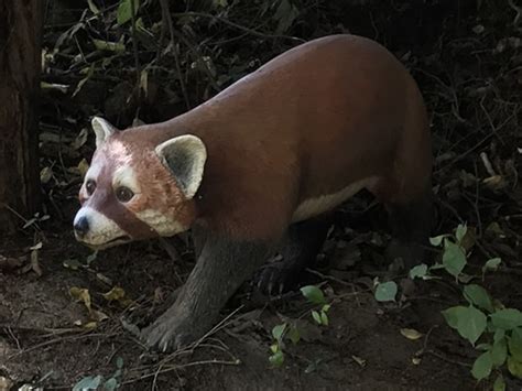 Red Panda Extinct Greetings From The Past