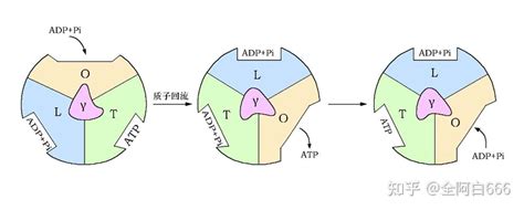 三磷酸腺苷atp 知乎