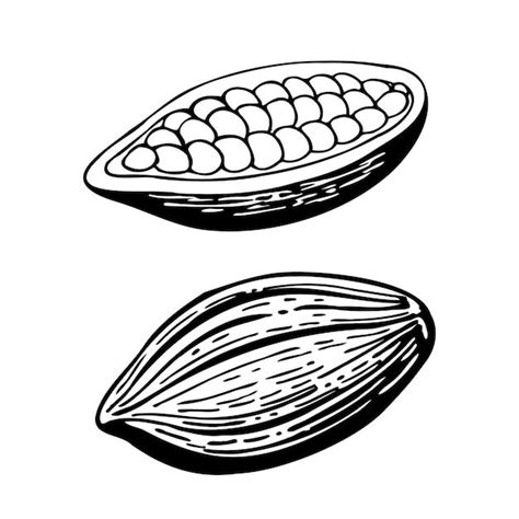 Cocoa Pods Vector Illustration