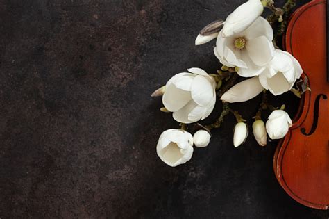 오래 된 바이올린과 꽃이 만발한 목련 벽돌 상단 보기 클로즈업 어두운 빈티지 배경 꽃 식물에 대한 스톡 사진 및 기타 이미지