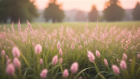 A Field Of Tall Pink Grass Illuminated By The Warm Light Of The Setting