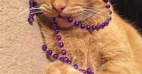 The 3 Stages Of Catnip Album On Imgur