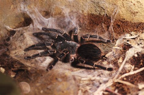 Creepy Crawlers Of Joshua Tree Wildland Trekking Blog