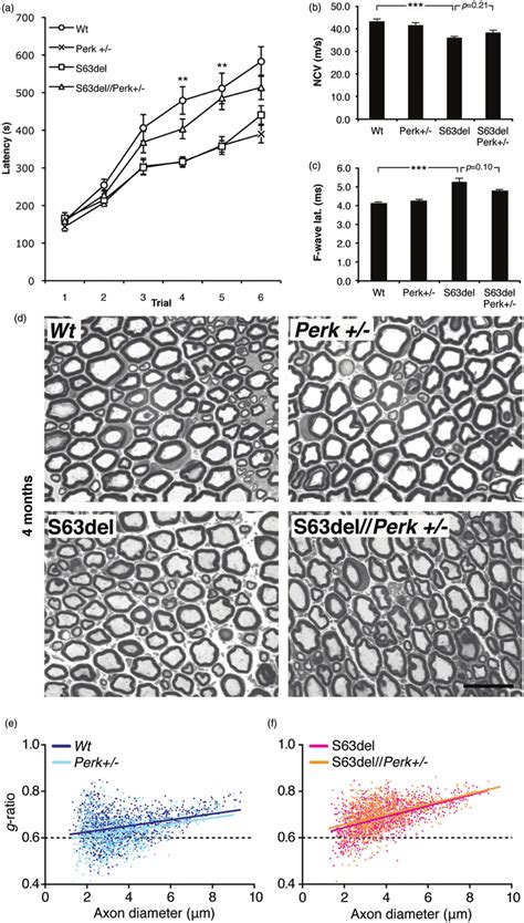 Perk Ablation Ameliorates Motor Function But Not Ncv And Download