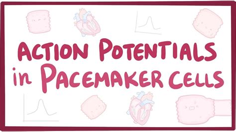 Pacemaker Action Potential