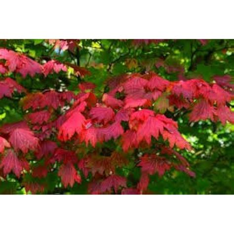 2 Year Korean Gem Japanese Maple Tree Acer Palmatum In Nepal At Npr 0