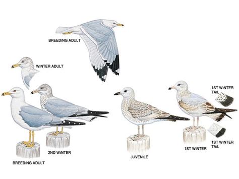 Ring Billed Gulls Ring Billed Gull Pictures Ring Billed Gull Facts