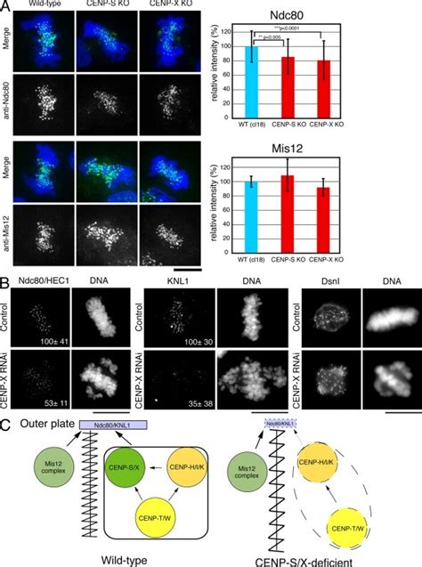 Localization Of Outer Plate Proteins In Cenp S Or Cenp X Deficient