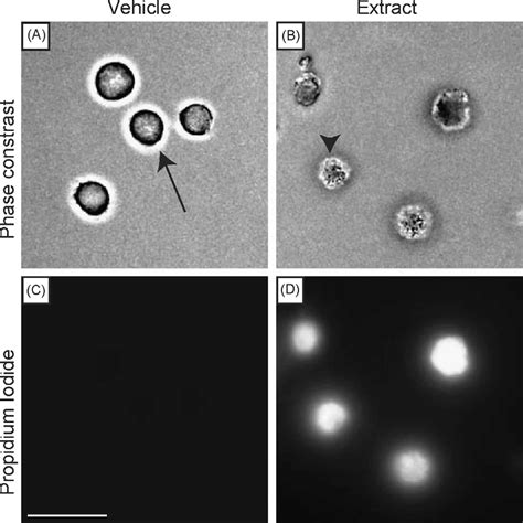 Cell Viability Assessed With Propidium Iodide Pi By Microscopy Download Scientific Diagram