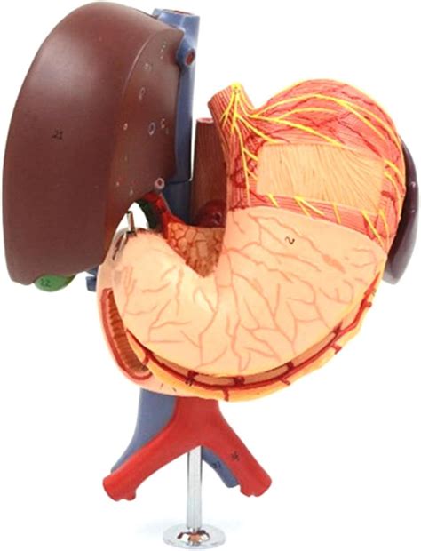 Jujne Human Stomach Liver Gallbladder Pancreas Duodenum Model Anatomy