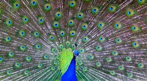 The End Of Sex Week Darwin Sex And Dada National Geographic