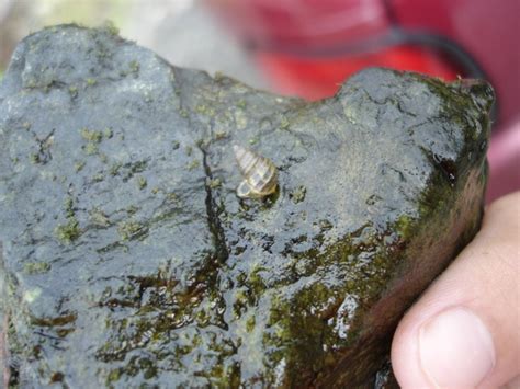 Bithyniidae Parafossarulus Manchouricus Japonicus
