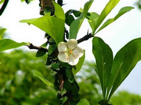 Khmer Medicinal Plants គ្រាំពុក អំពុក