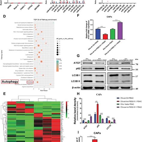 Schematic Diagram Tumor Cellsderived LncFSD231 1 Restrains