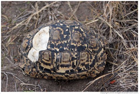 Shell Of A Leopard Tortoise Photo Id 11726 Timbavat