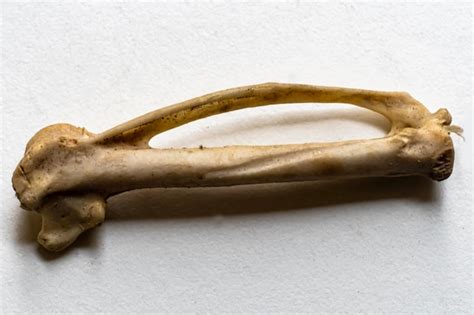Bird Anatomy Diagram Bone Joints