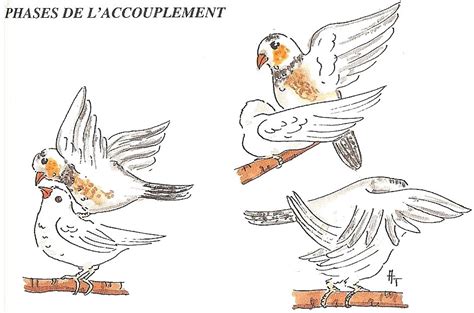 Reproduction Oiseaux Exotiques