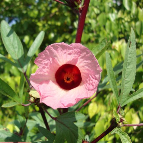 Roselle Hibiscus Sabdariffa Zaden