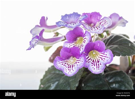 Mini sinningia hi-res stock photography and images - Alamy
