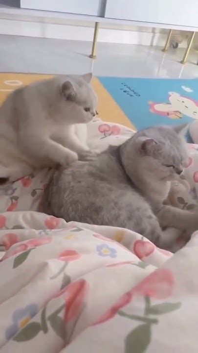 СУПЕРМАССАЖ ТОЖЕ ТАКОЙ ХОЧУ кошки котята милыекошки Cat Cats