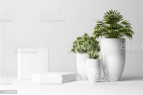 흰색 배경에 고립 된 열대 식물의 3d 렌더링 관상용 식물에 대한 스톡 사진 및 기타 이미지 관상용 식물 나무 디지털