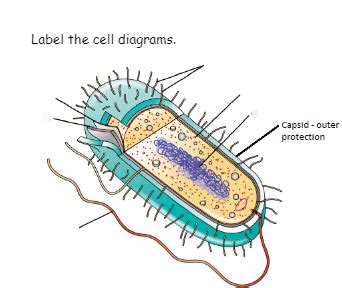 Study Material On Prokaryotic Cell Structures And Functions Flashcards Quizlet