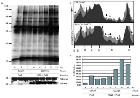 Pus28 Signaling Causes Formation Of An Active Kinase Complex Involving