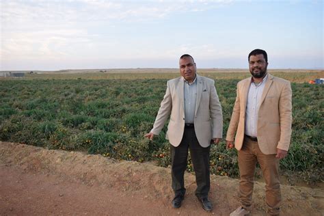 100 ألف جنيه أرباح زراعة فدان الطماطم في الأراضي الجديدة فيديو