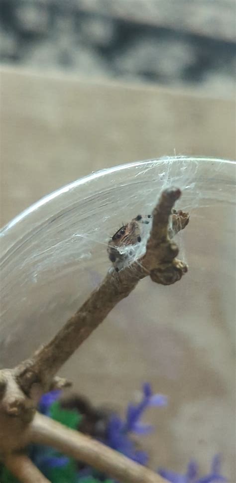 Im Just So In Love With My Babies Regal Jumping Spiders Moa The P