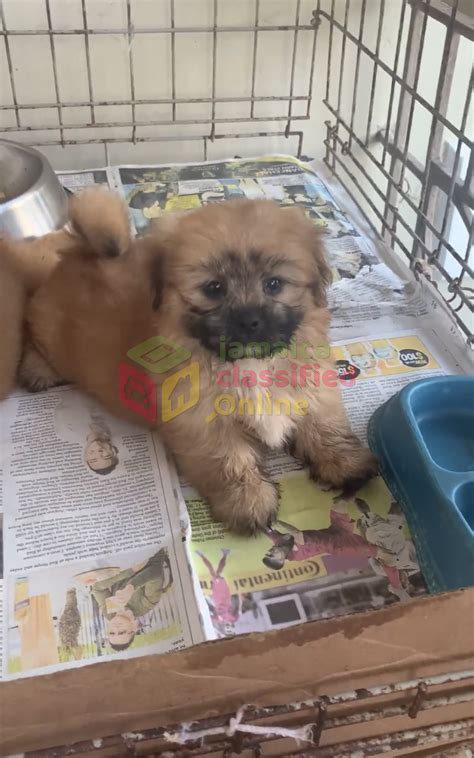 For Sale Pomeranian Shih Tzu Mix Half Way Tree