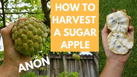 How To Harvest A Sugar Apple Aka Anónsweetsop Youtube