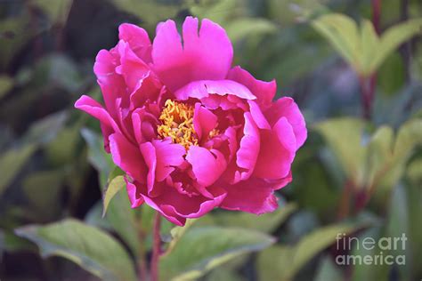 Magenta Peony Photograph By Catherine Sherman Fine Art America