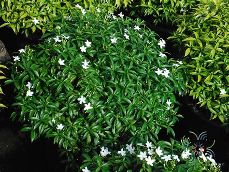 พุดศุภโชค Gardenia Jasminoides ข้อมูลพันธุ์ไม้