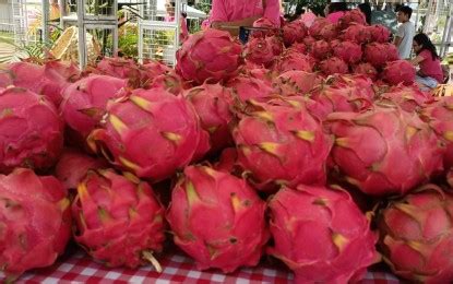 Guimaras Lures More Investors Tourists With Dragon Fruit Fest
